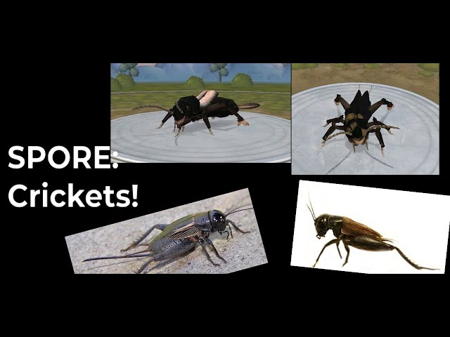 Cricket Silence Meme