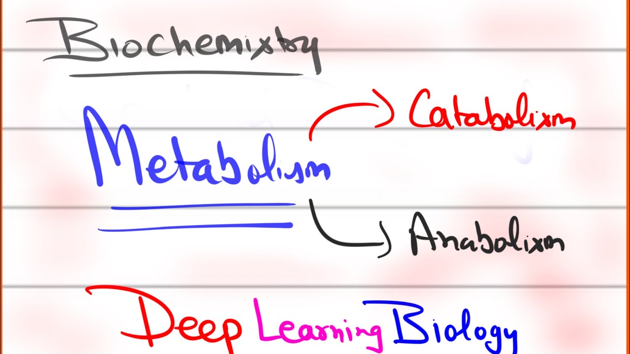 Biochemistry Class - Introduction to metabolism, catabolism, anabolism ...