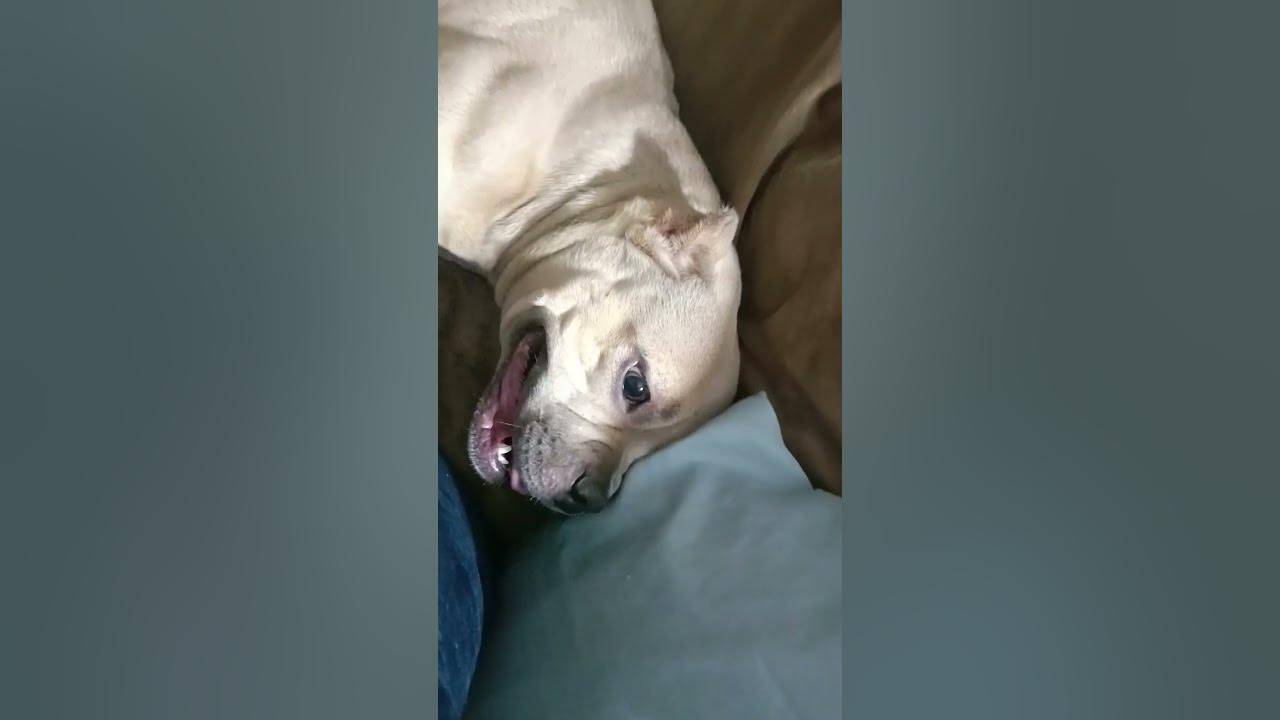 Луна,такая Луна. #собака #bulldog #животные #собаки #americanbully # ...