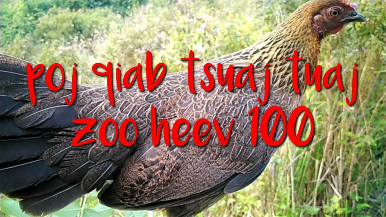Suab poj qaib tsuaj tuaj zoo heev 100 ສຽງໄກ່ປ່າ 100 mp3 - YouTube