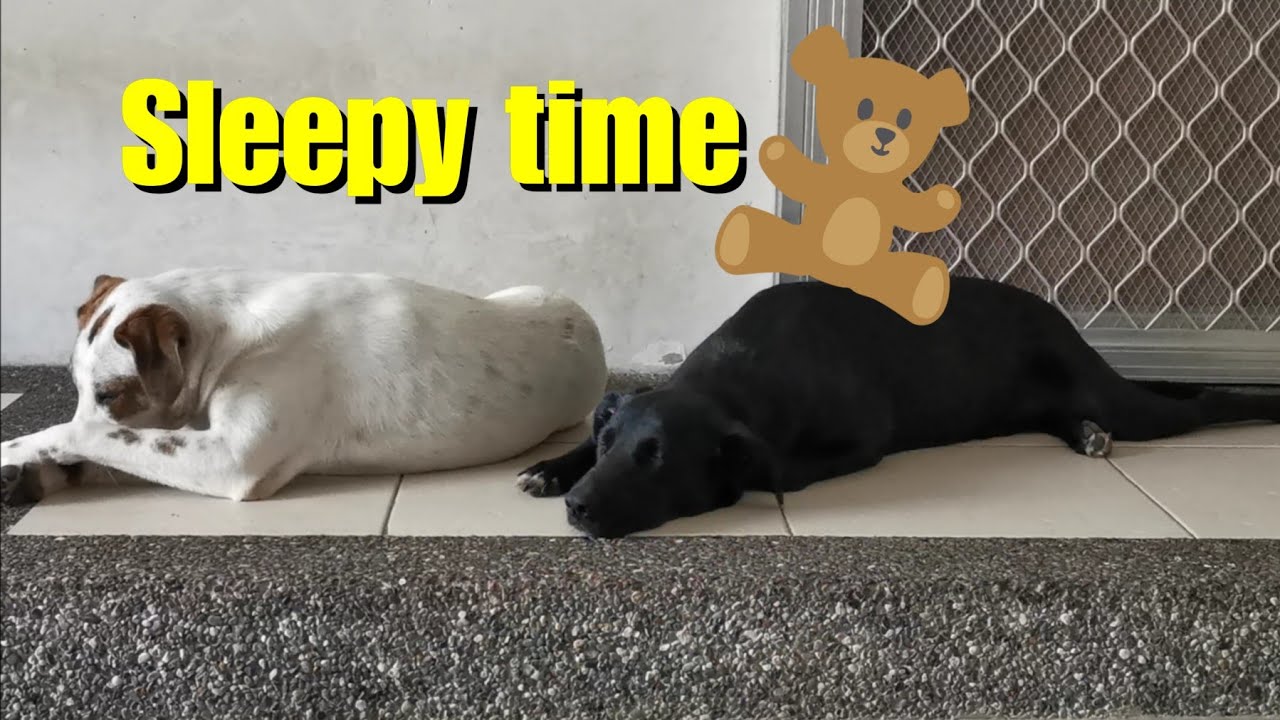 [CUTE] Dog trying to take a nap - Labrador Aspin and JRT Aspin - YouTube