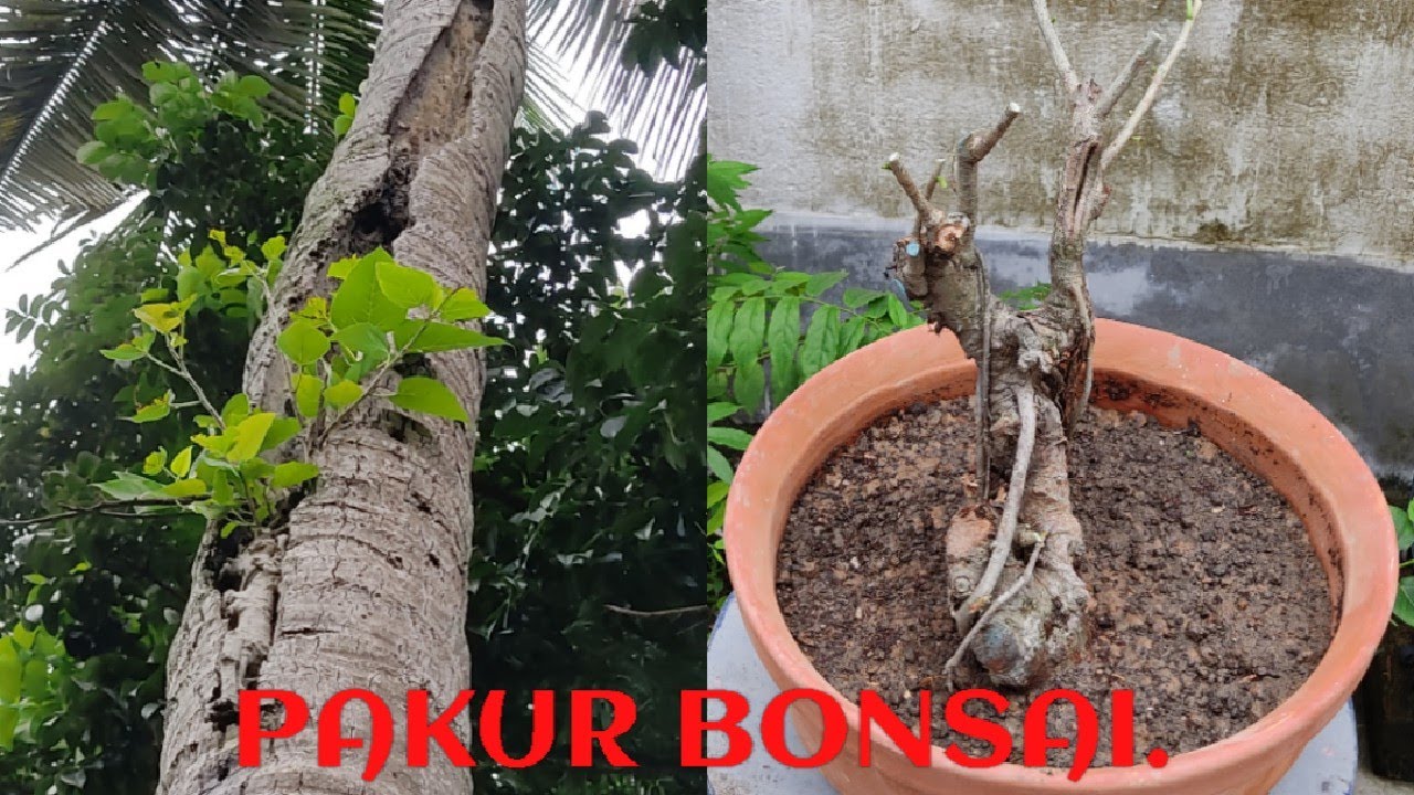 Pakur Bonsai Part 1 | How to make bonsai easily | Making Ficus Viren ...