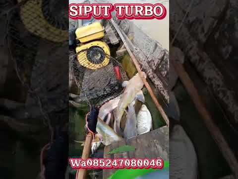 Siput turbo menyala boskoe