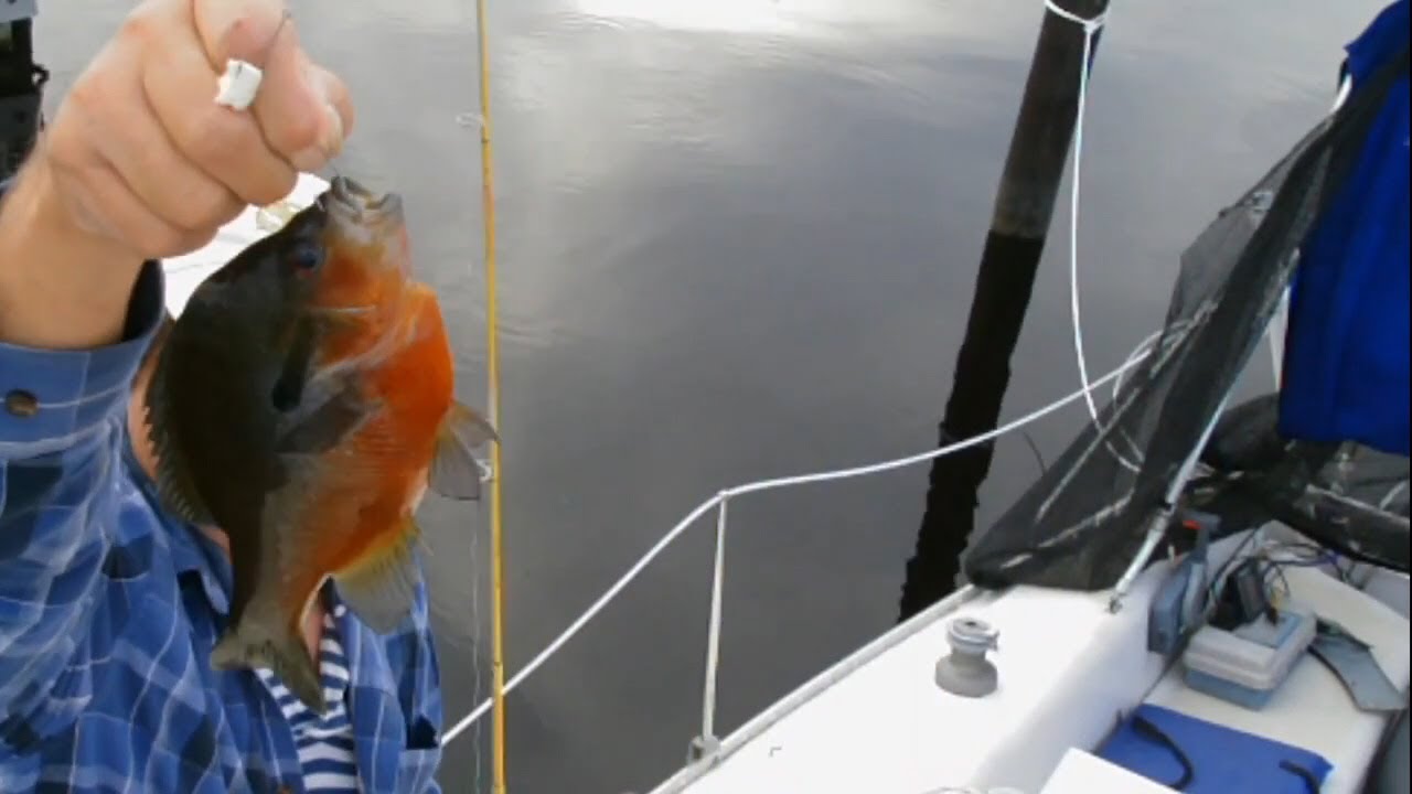 Today's Catch Big Winter Bluegills in Florida on the ST JOHNS RIVER Wow ...