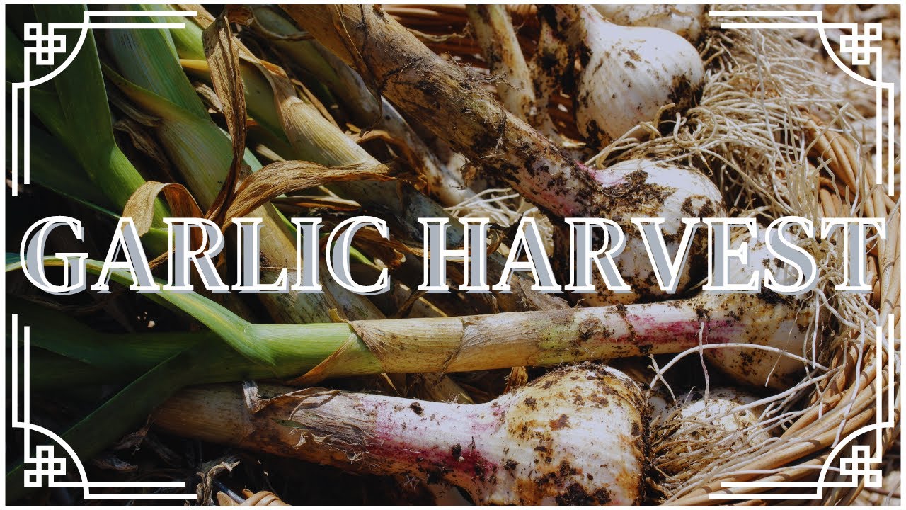 GARLIC HARVESTING || How to Harvest + Dry + Braid Hardneck Garlic - YouTube