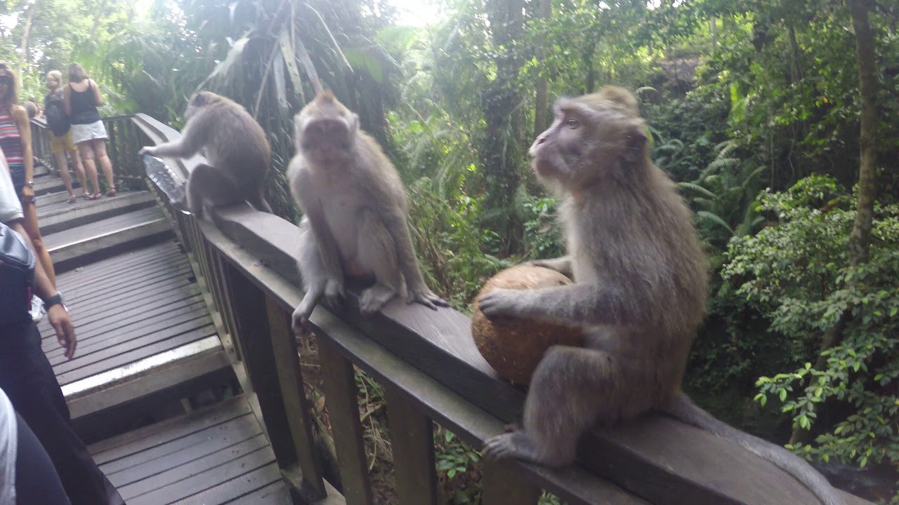 Monkey forest - YouTube