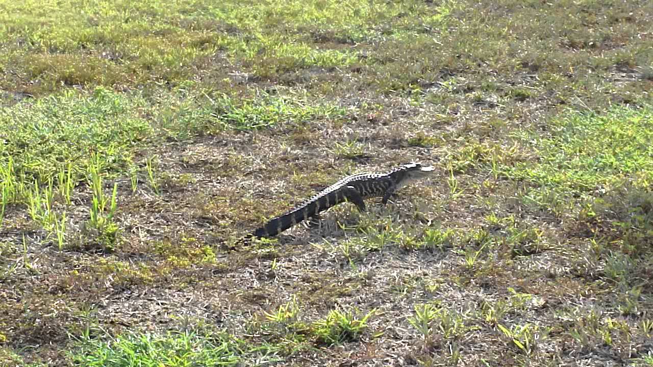 Alligator by our house - YouTube