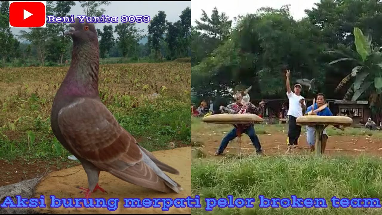 aksi & keseruan bermain burung merpati di lapak lakban..#pmtibogor# ...