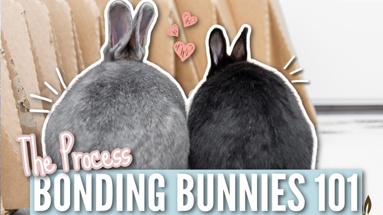 Bonding Bunnies 101 - The Bonding Course of (Step by Step) - PetsBlogLive