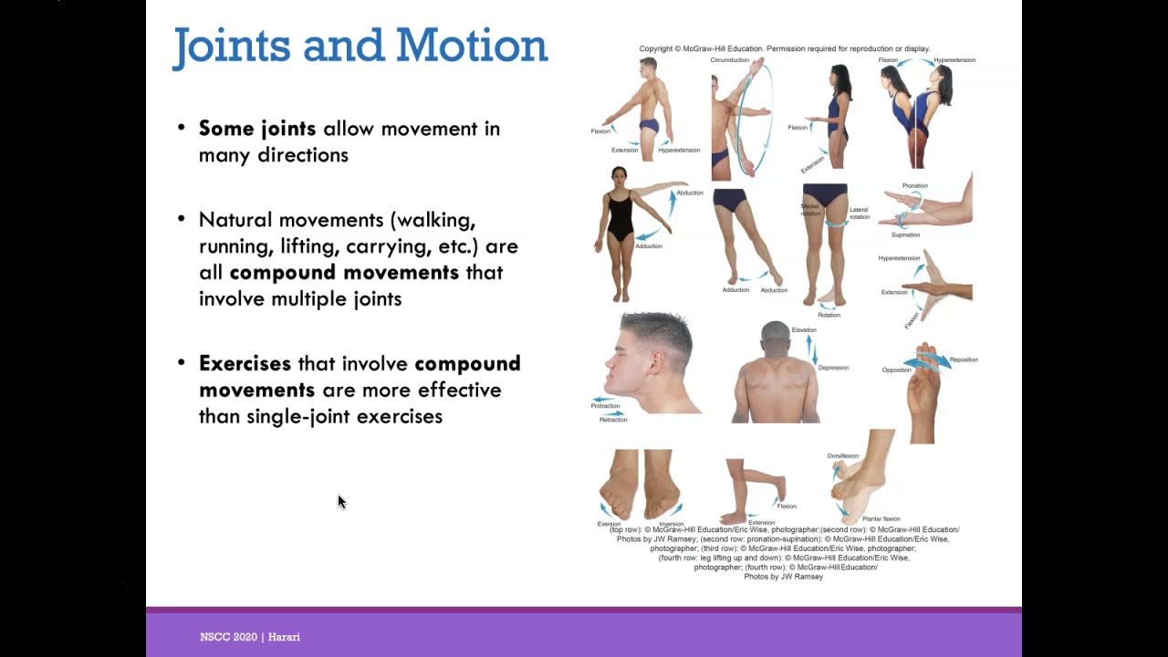 AP1 Online | Chapter 9: Joints - YouTube