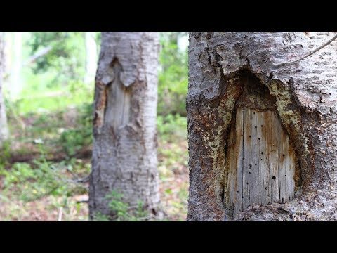 Old Symbols Reveal The Treasure Location - YouTube