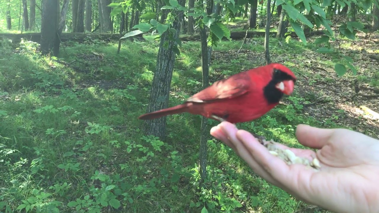 Cardinal Eats from Hand - YouTube
