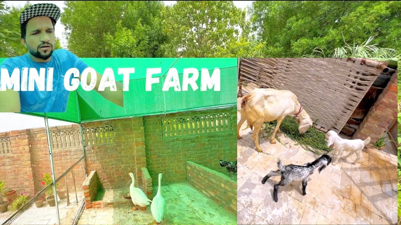 My Mini Goat Farm 🥰 - YouTube