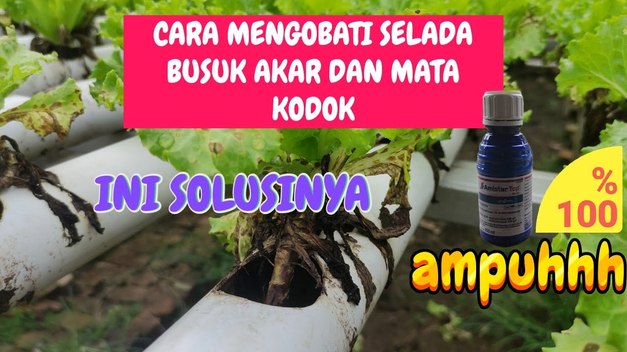 cara mengatasi selada yang busuk akar dan mata kodok - YouTube
