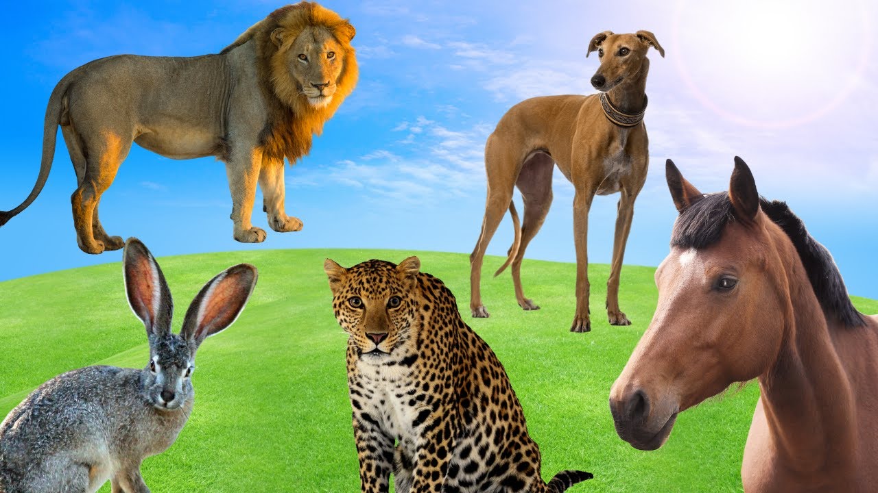 Cheetahs, Horses, Hares, Lions, and Greyhounds: A Look at Fast Running ...