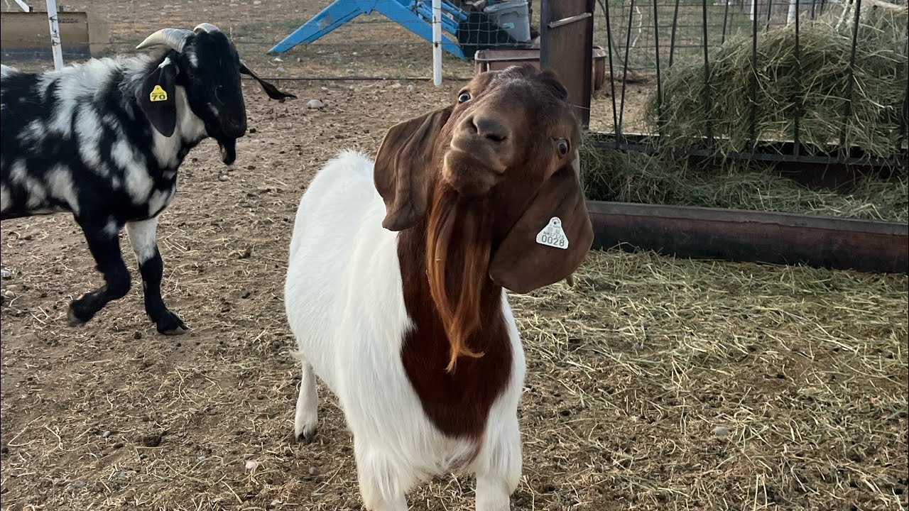 SELLING BOER GOATS (MAY 2023 UPDATE) 🐐 - YouTube