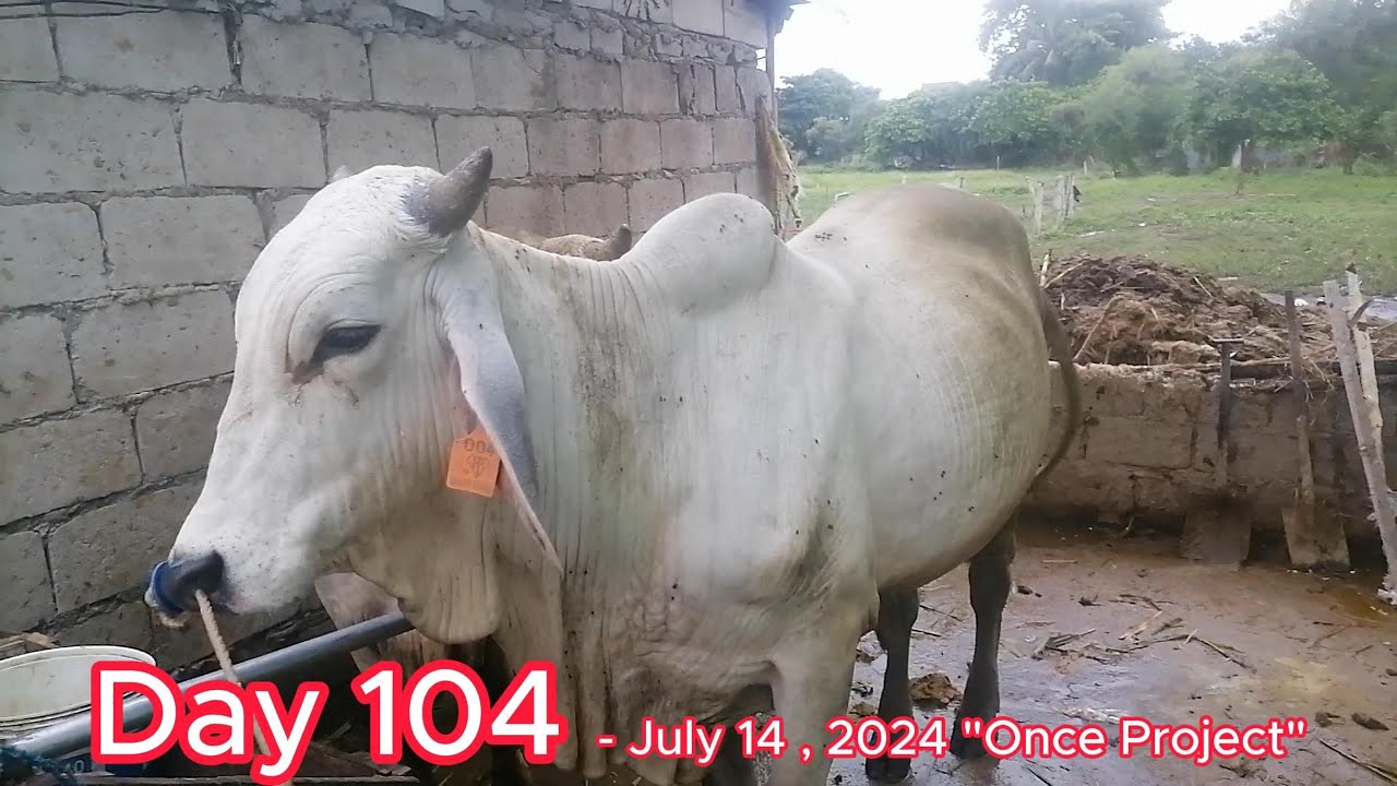 ONCE PROJECT - PART 16 - Day 104 120 days cow feeding. - YouTube