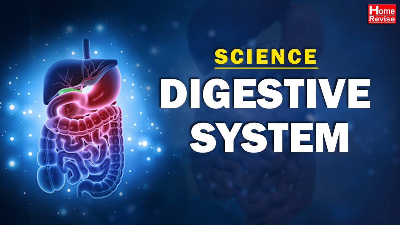 Digestive System | Class 7 | Science | English Medium | Maharashtra ...