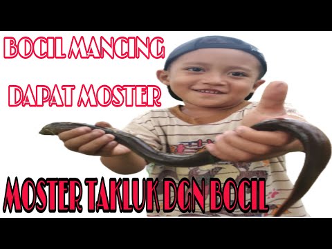 MANCING MOSTER BELUT LOMBOK BERSAMA BOCIL 2021