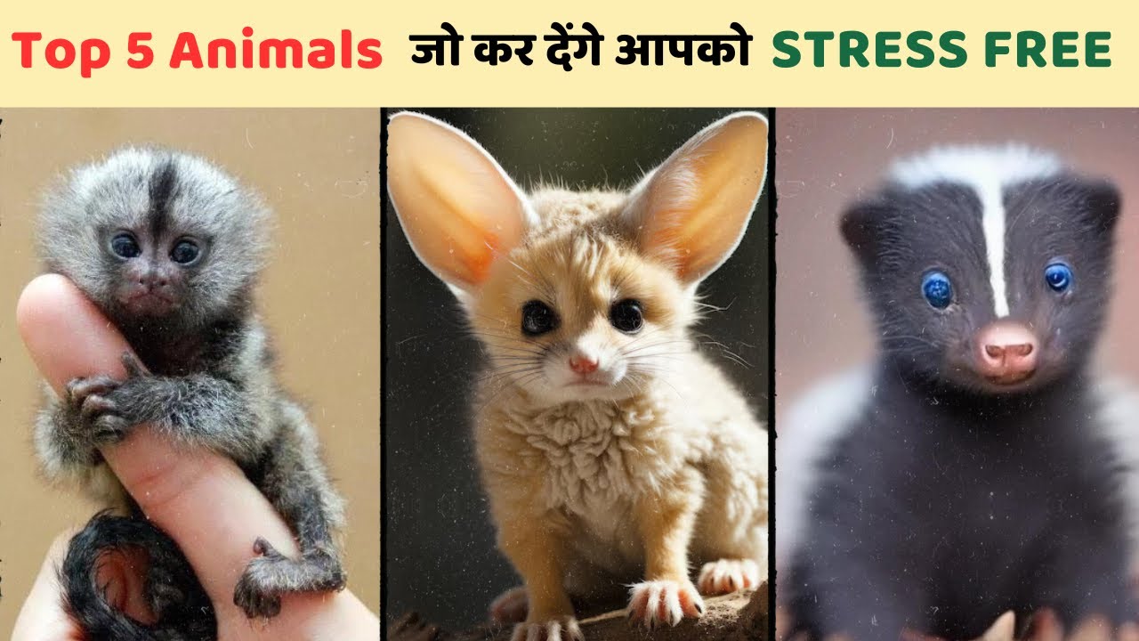 Top 5 Cutest Animals In The World जो कर देंगे आपको STRESS FREE ...