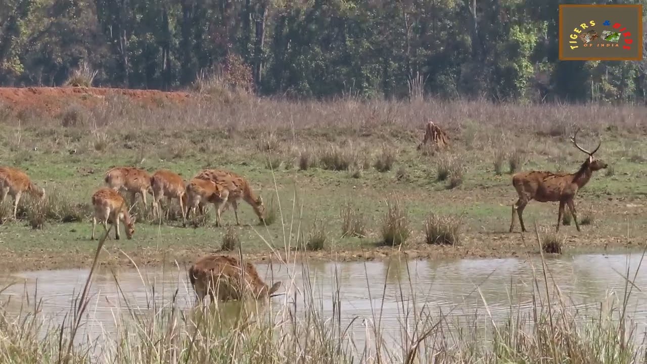 Swamp deer of Kanha National Park Madhya Pradesh. - YouTube