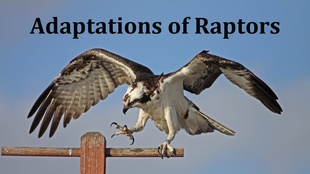Adaptation of Raptors - YouTube