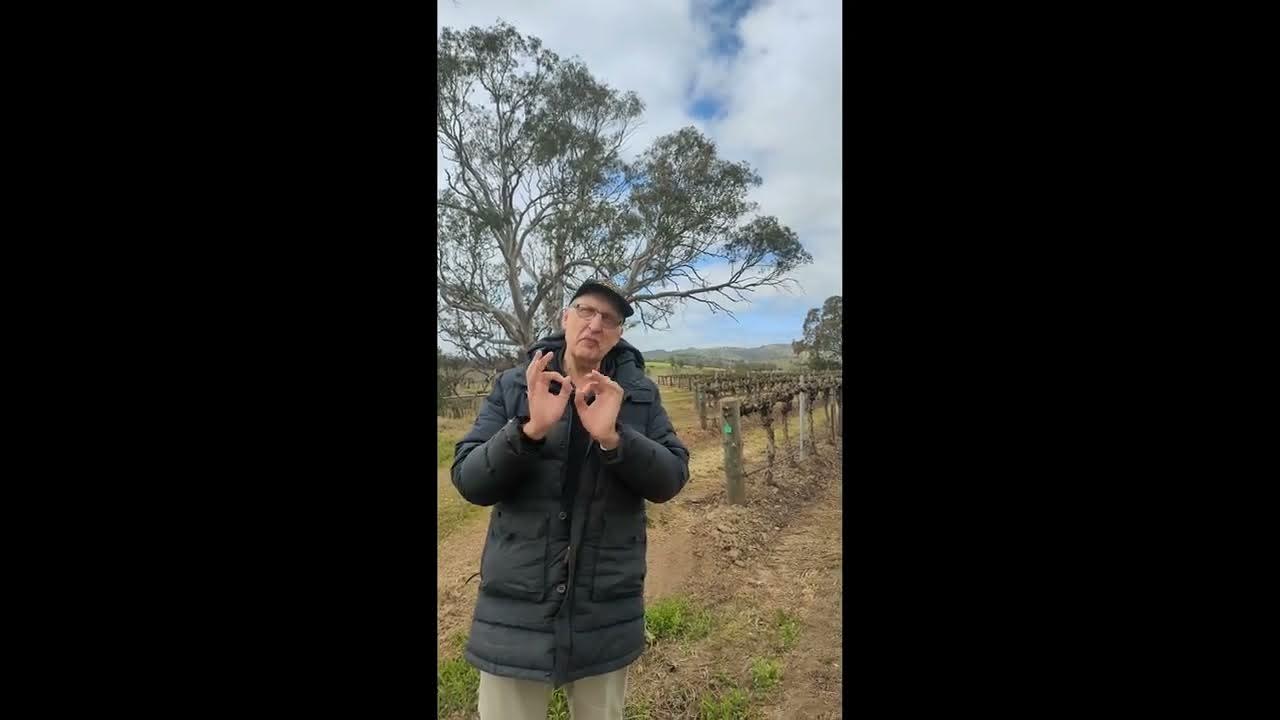Frost September 2024 at Kies Family Wines in the Barossa Valley - YouTube