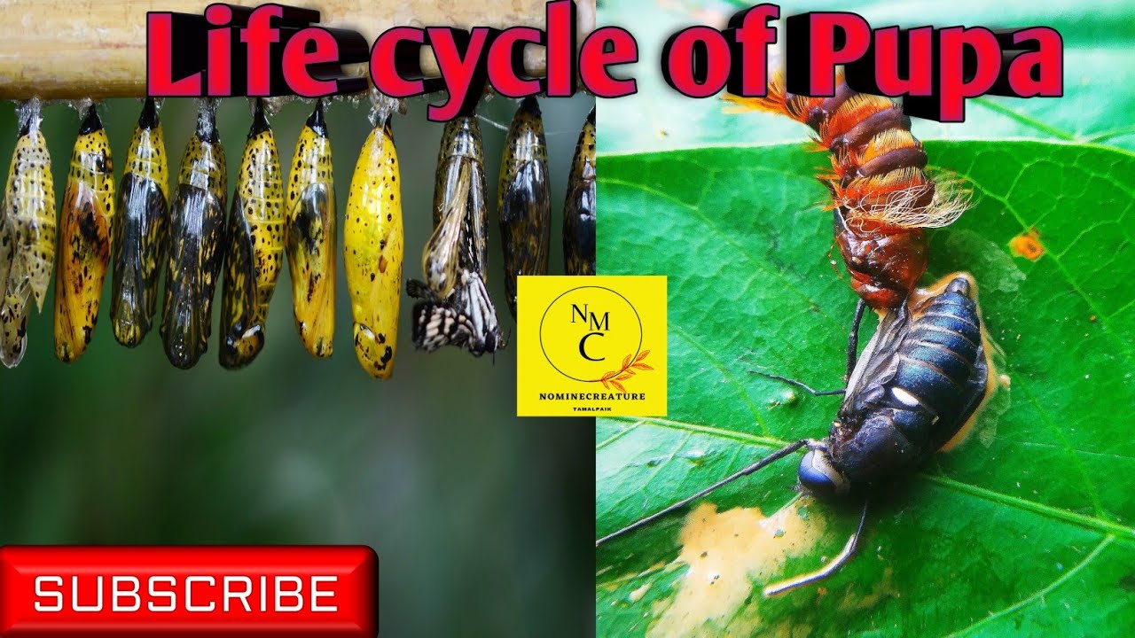 Life cycle of Pupa,when pupa is born. - YouTube