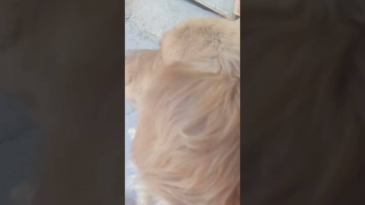 19 de septiembre de 2022 - YouTube