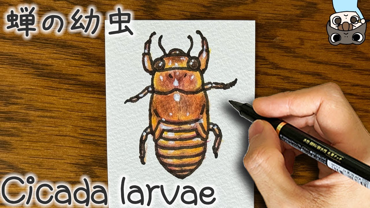 【Insect】How to draw Cicada Larva | step by step - YouTube