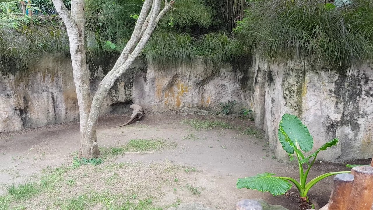 BeeAnt's clip- Komodo @Bali Safari - YouTube