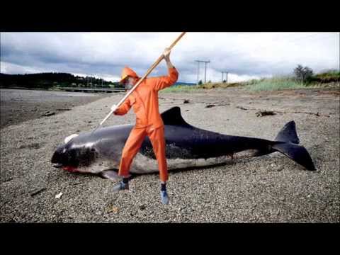 Hvalfangst på Island - YouTube