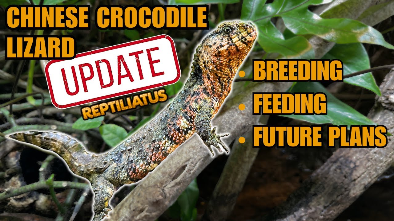 MEET THE RAREST PETS I OWN! CHINESE CROCODILE LIZARD UPDATE 2024 | Shinisaurus crocodilurus ...