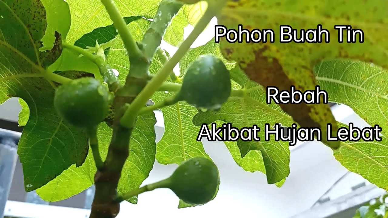 Pohon Tin Dalam Pot Rebah Setelah Hujan - YouTube