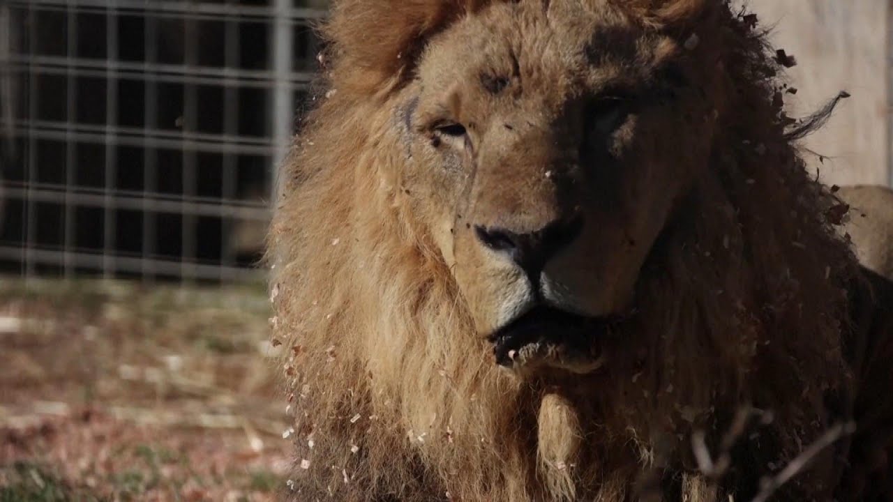 Escaped Lion Roamed Streets for 7 Hours Before Being Caught - YouTube