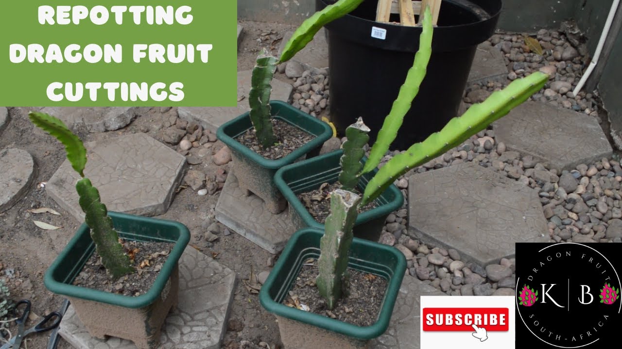 #7 HOW TO REPOT DRAGON FRUIT CUTTINGS - YouTube