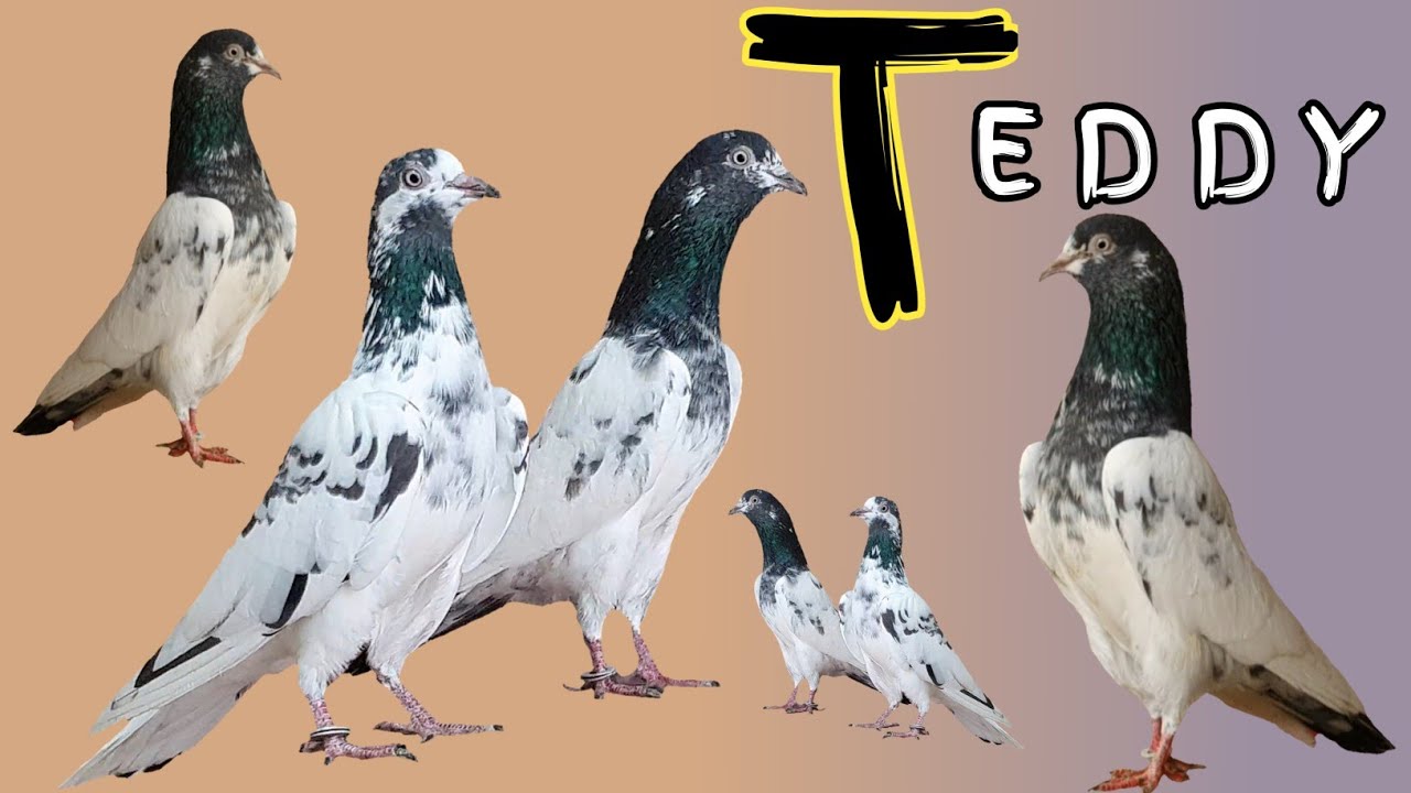 Teddy Pair | Breeding Pigeons | Teddy Kabutar | Ustad Sakhi - YouTube