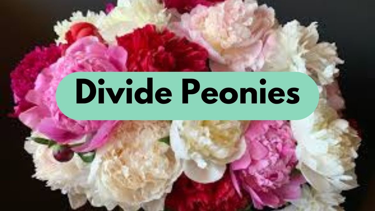 Peony Care: How To Divide Peonies || Budget Gardening - YouTube