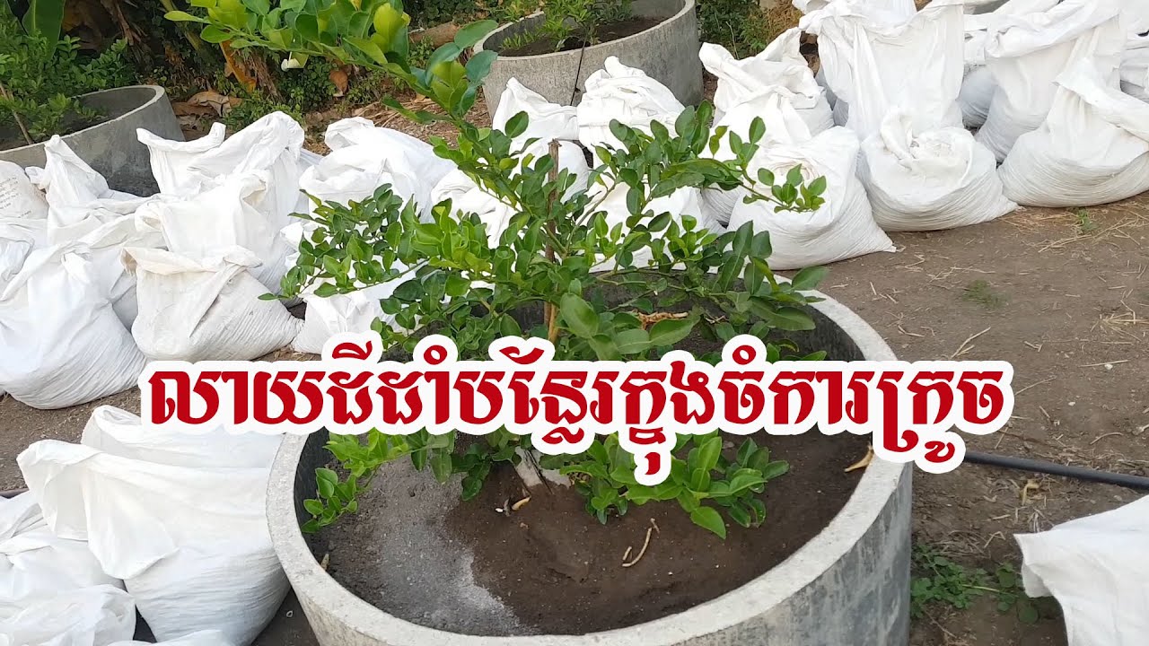 dry compost with land for grow vegetable - YouTube