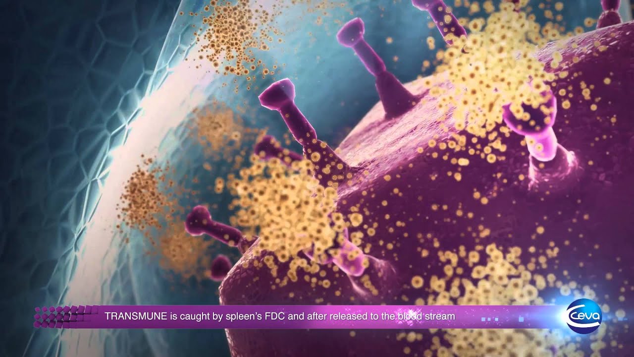 Ceva Transmune - YouTube