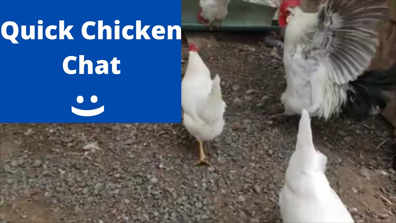 chicken chat - YouTube