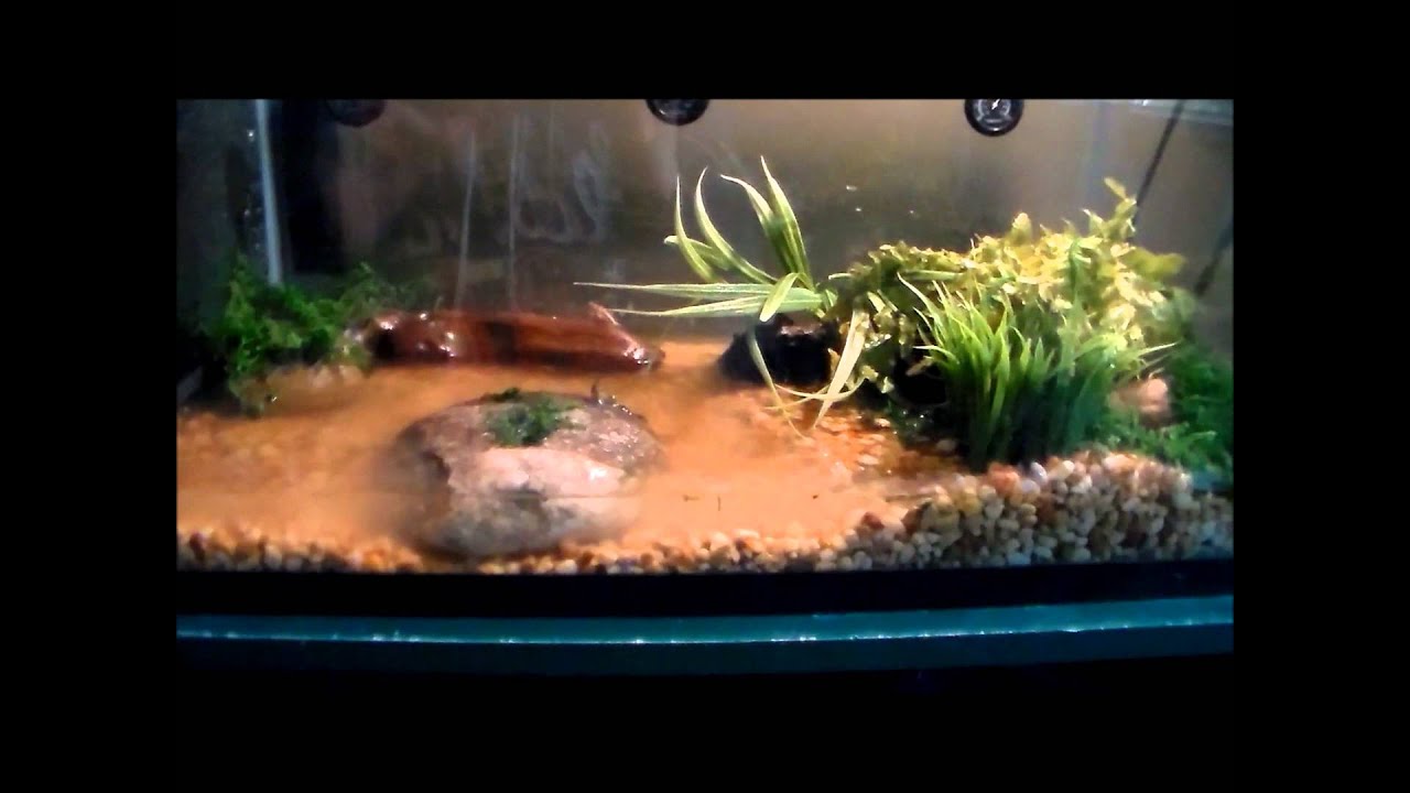 Fire Bellied Toad - Tank setup - YouTube