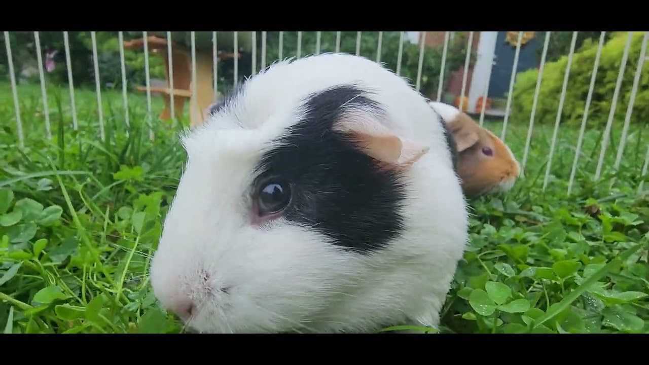 P50 cute, happy sweet guniea pigs eating sound grass, calmiming ...