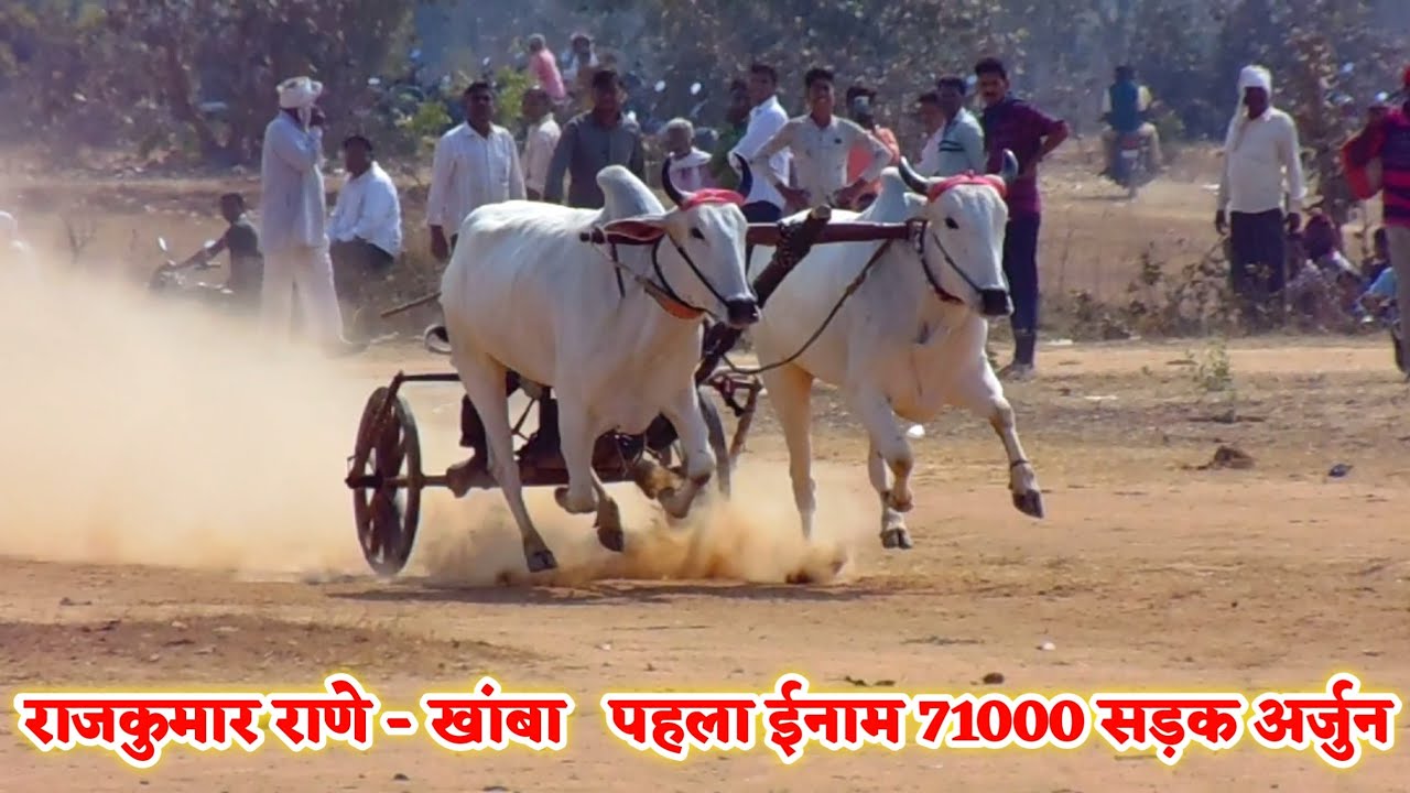 true bull Best Video Bullock Jodi Race Pat Starting Point Video pat ...