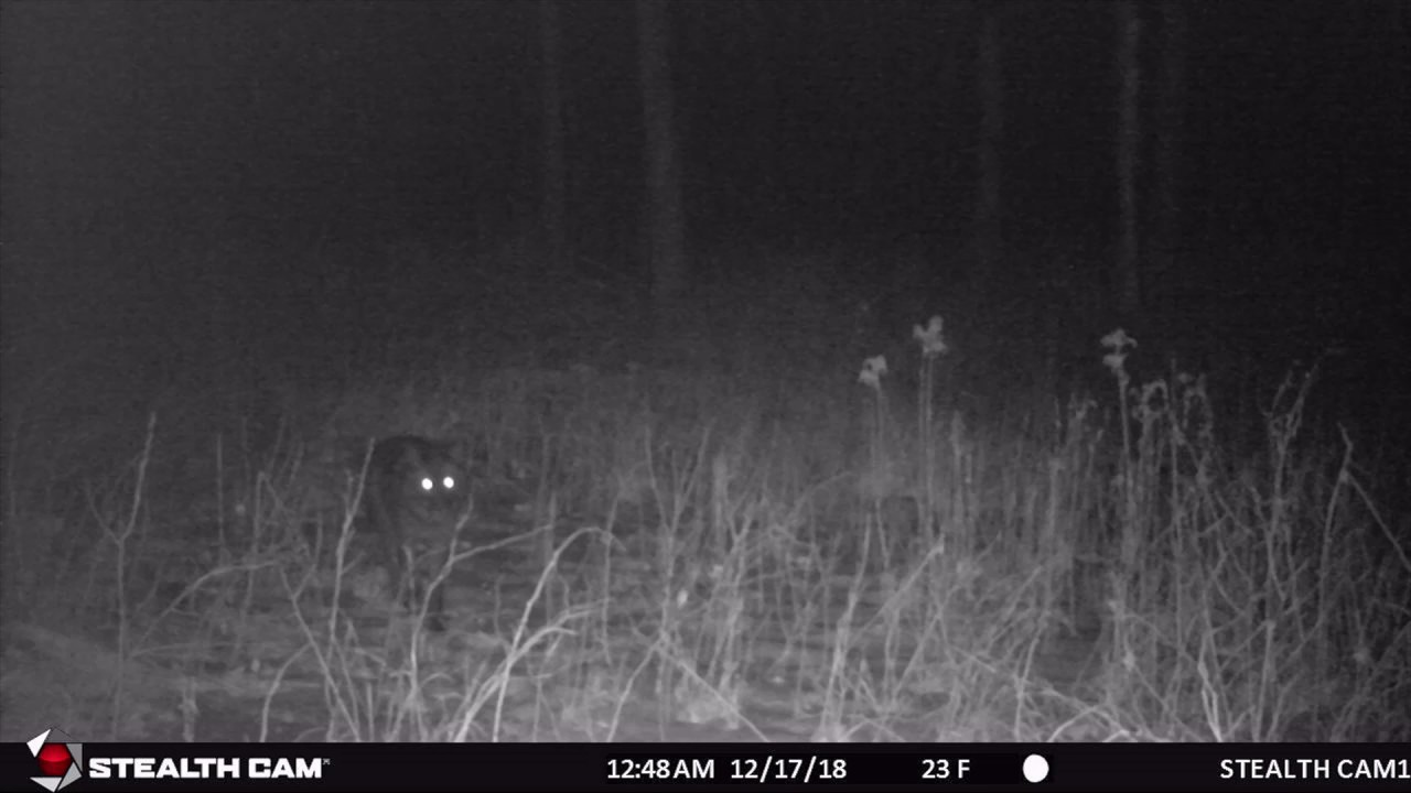 Flambeau River State Forest Wisconsin - Black Wolf - YouTube