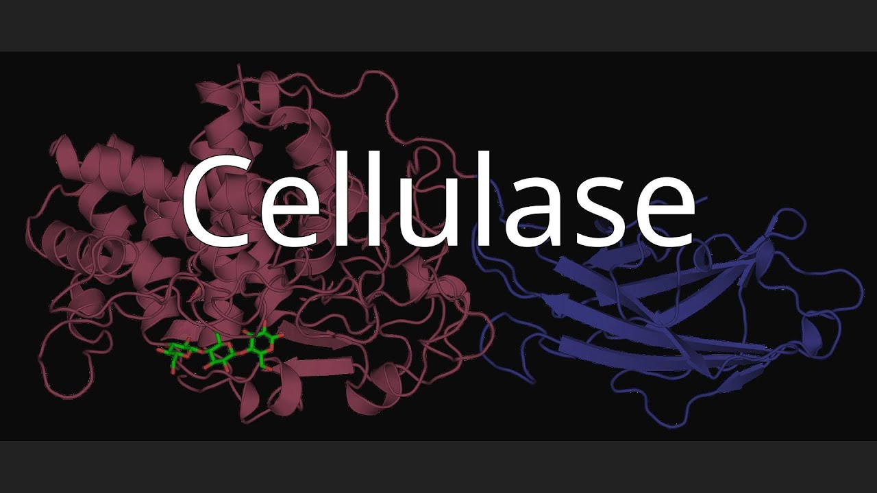 Cellulase - YouTube