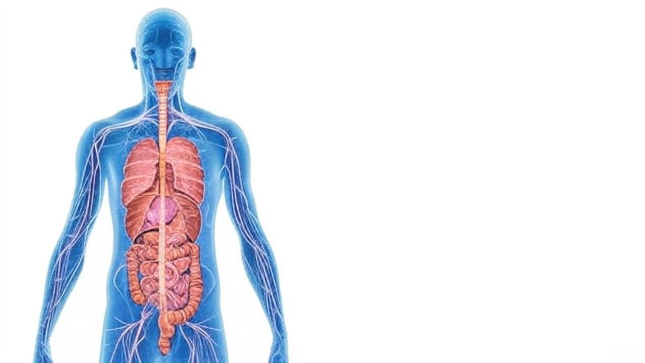 What Organ Exactly Dies Last in a Human Body? - YouTube