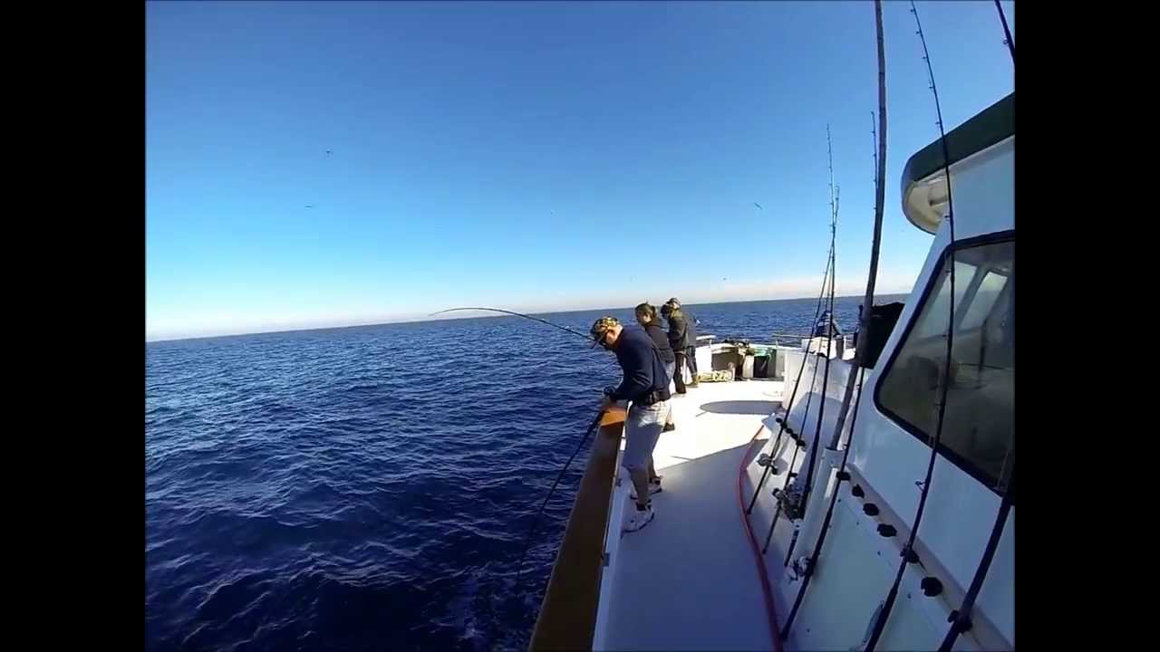 Malihini Sportfishing, RLC, San Diego Yellowtail - YouTube