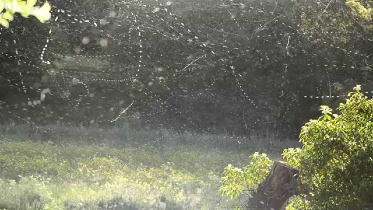 Fascinating Bug flight trails 1080p - YouTube