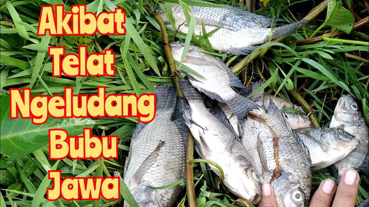 JEBAKAN IKAN TAMPA MODAL UMPAN || Tapi Awas Jangan Sampai Telat. - YouTube